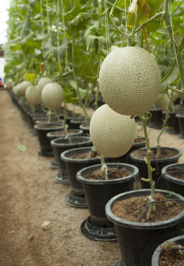 Yellow Melon Fruit in Melon Farm Stock Image - Image of fruit, field ...