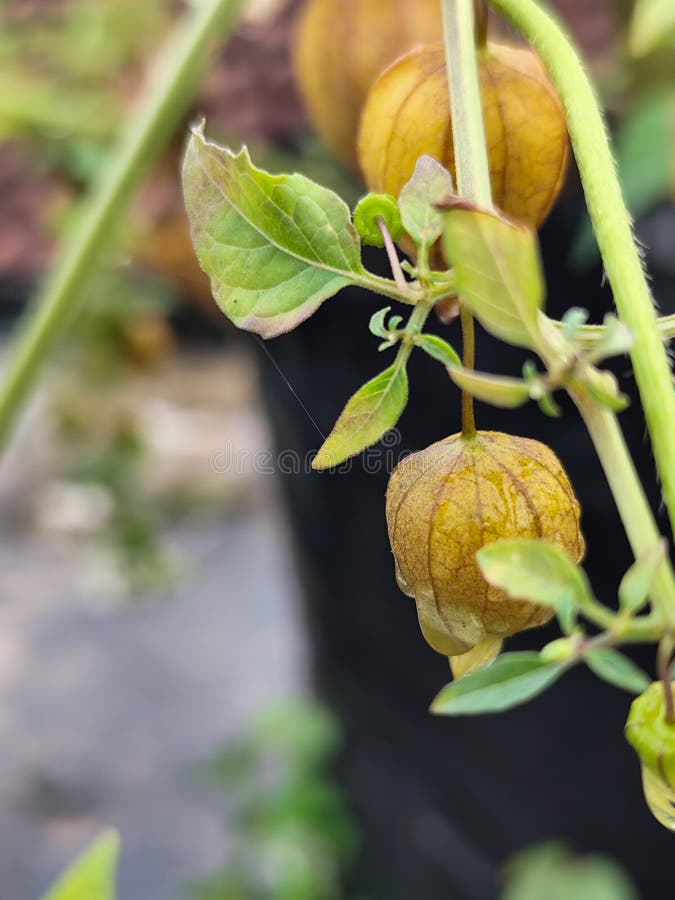 Melon Fruit Plant in Polybek after Rain. Stock Image - Image of plant ...