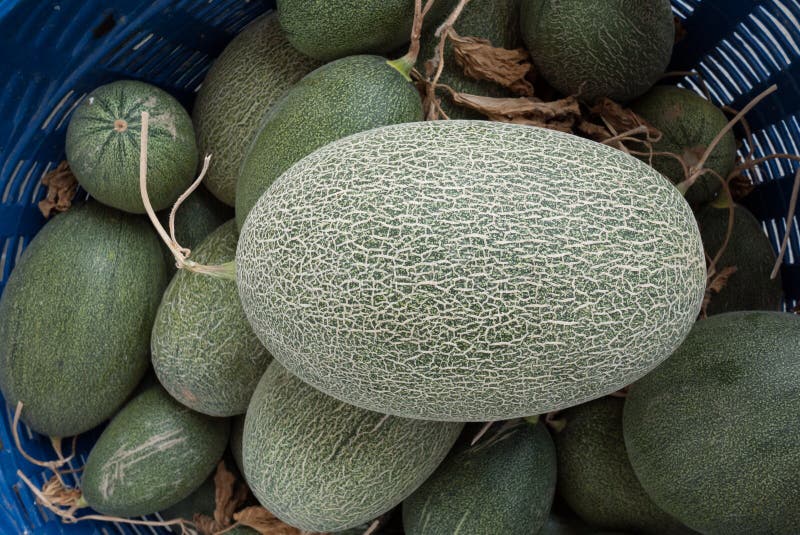 Melon fruits stock image. Image of yield, fruit, cultivation - 51999397