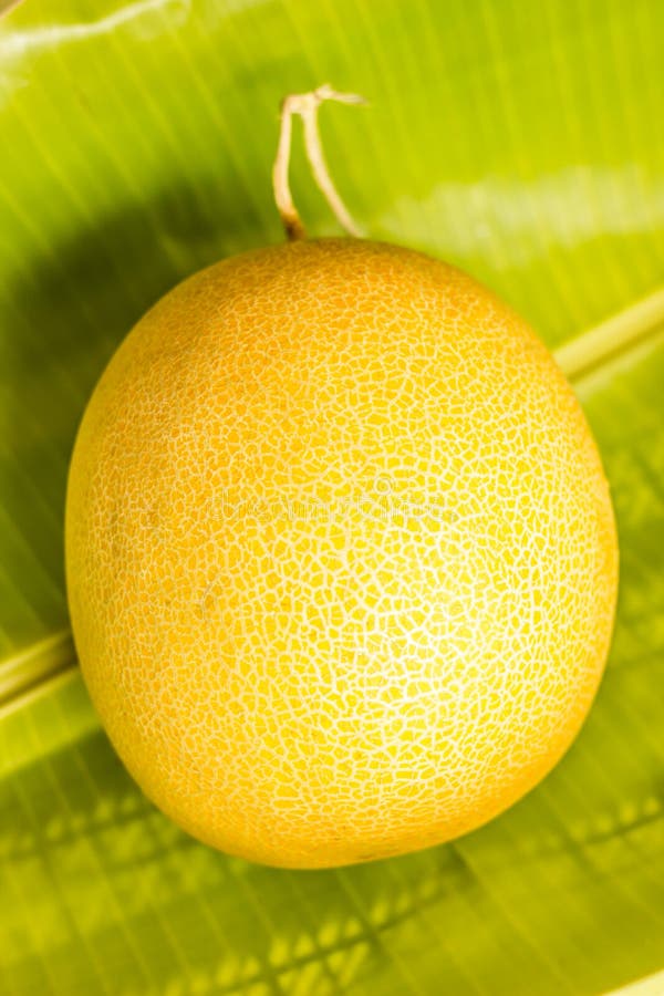 Melon gold stock image. Image of freshness, yellow, cantaloupe - 77928571