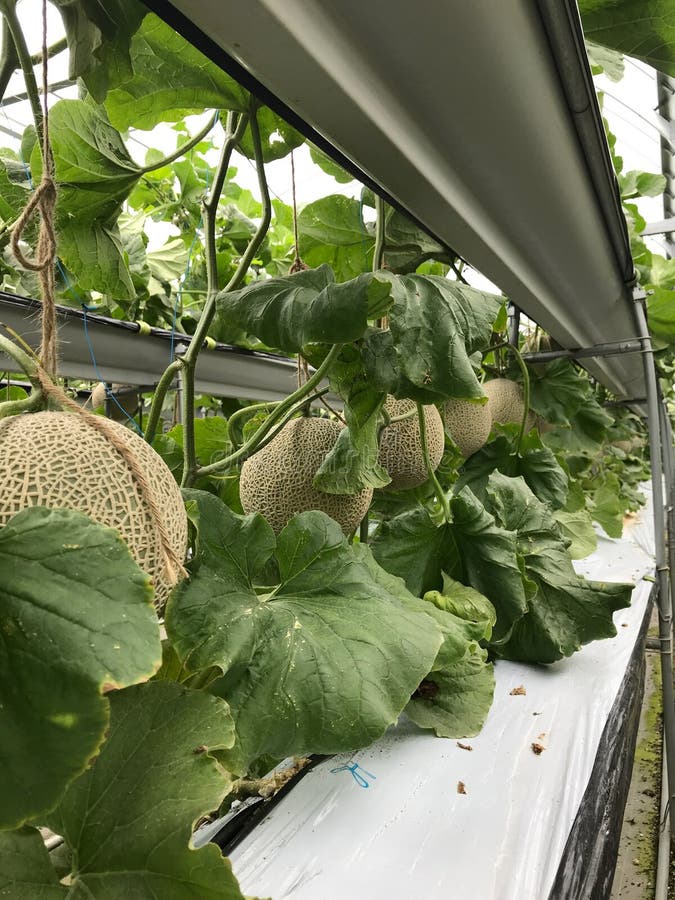 Melon with Green Color Grows in the Garden Stock Photo - Image of fruit ...