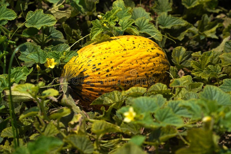 Melon on Green Grass in Field Stock Image - Image of shrub, animal ...