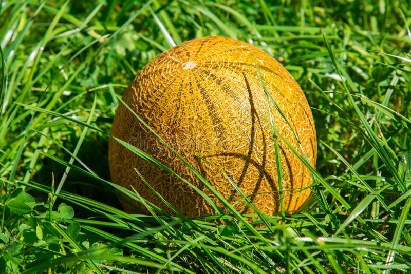 Melon on Green Grass, Outdoors Stock Photo - Image of ripe, nutrition ...