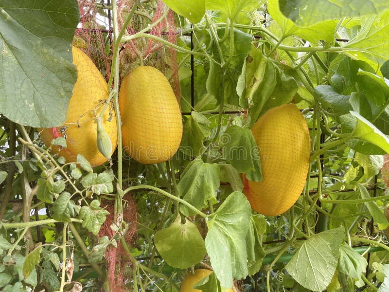 Melon, Growing Melons in Nets in Japan Stock Image - Image of dessert ...