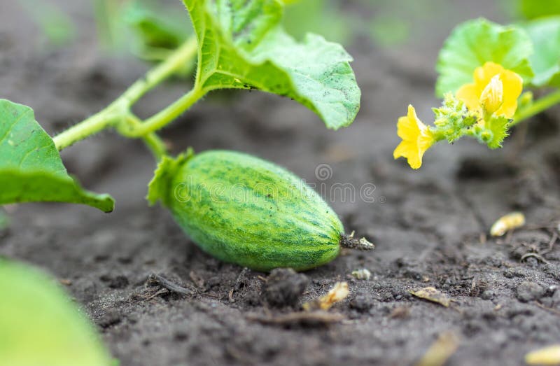 Melon grows on the ground stock image. Image of tropical - 173301417