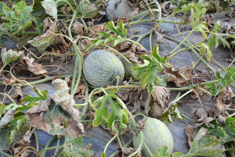 Melon Grows in Open Organic Soil Stock Image - Image of harvesting ...