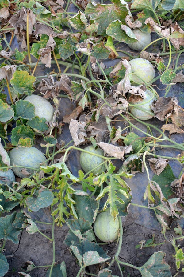 Melon Grows in Open Organic Soil Stock Photo - Image of melons, food ...