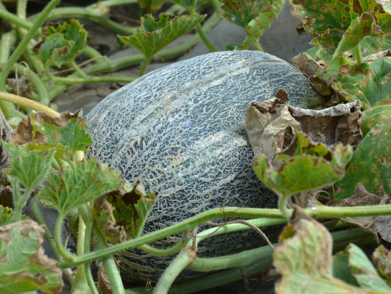 Melon Grows in Open Organic Soil Stock Image - Image of organic, fruit ...