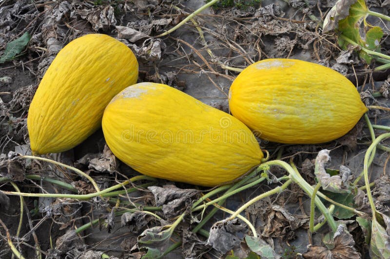 Melon Grows in Open Organic Soil Stock Photo - Image of cantaloupe ...