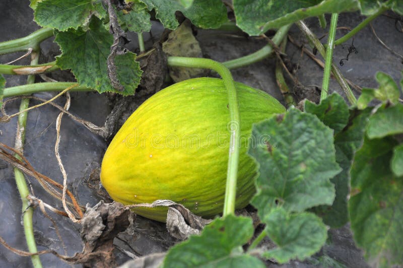 Melon Grows in Open Organic Soil Stock Image - Image of harvesting ...