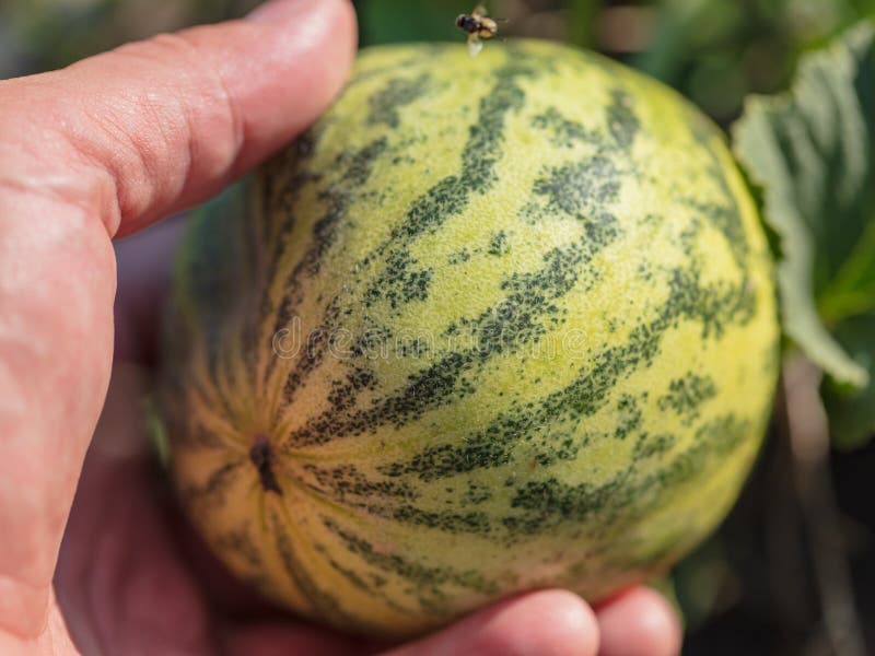 Melon in the Hand of a Man in the Garden Stock Image - Image of farm ...