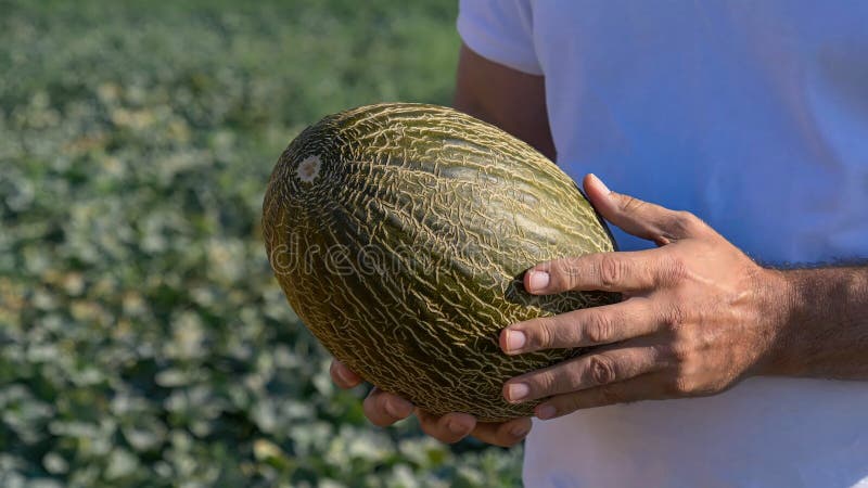 Melon Harvesting Process and Quality Control for Export Stock Image ...