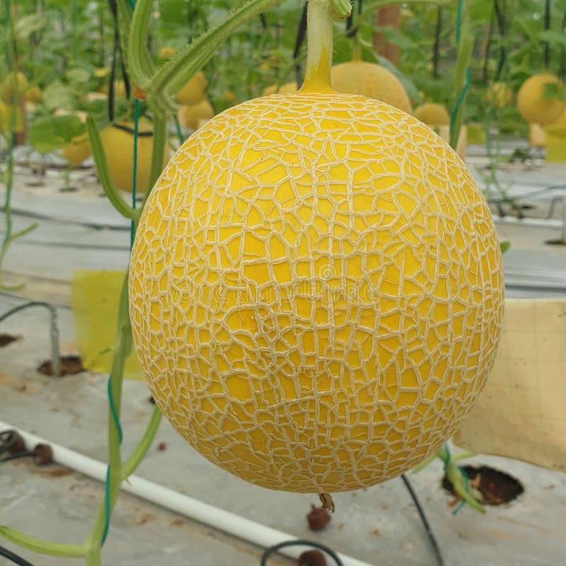 Melon inthanon stock photo. Image of melon, yellow, inthanon - 261878532