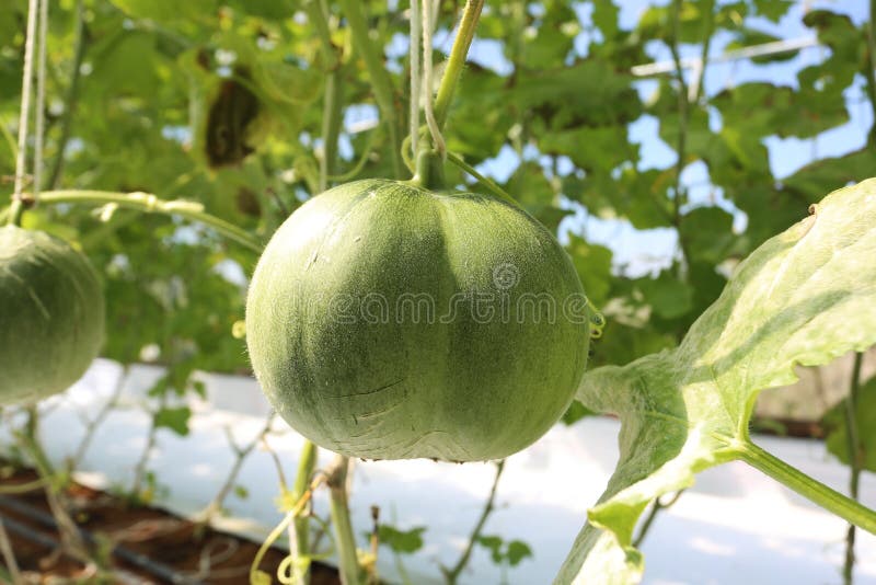 Melon stock image. Image of pattern, issued, fish, farm - 85589589