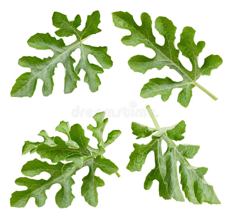 Melon Leaf Fruit on the White Background Stock Photo - Image of closeup ...