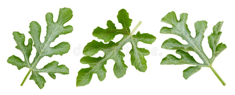 Melon Leaf Isolated on White Background Stock Image - Image of plant ...