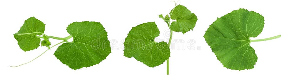 Melon Leaf Isolated on White Background with Full Depth of Field Stock ...