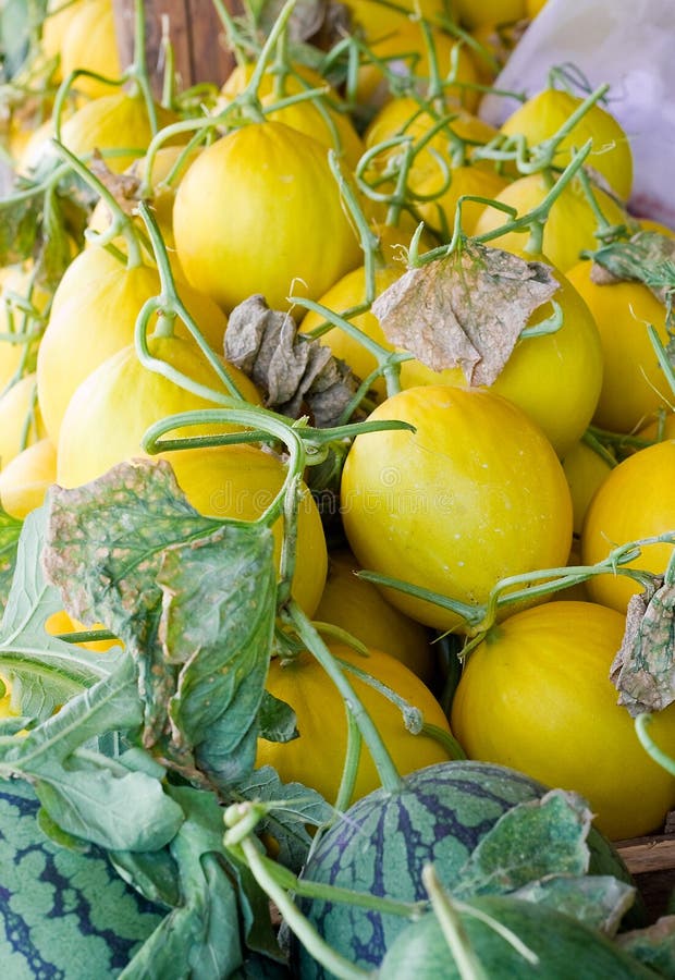 Melon On The Market Picture. Image: 16788399