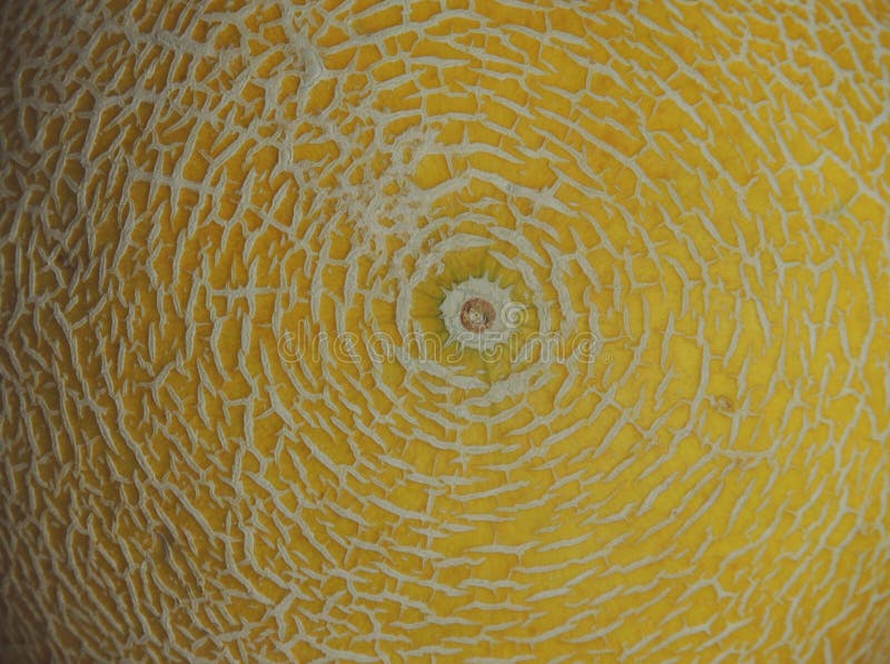 Melon stock image. Image of yellow, surface, skin, orange - 80787135