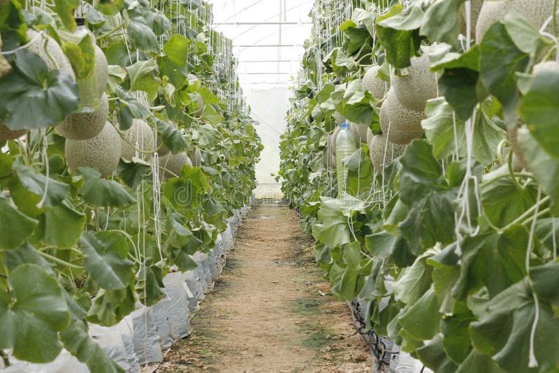 Melon Peppers in a Greenhouse. Stock Image - Image of industry ...