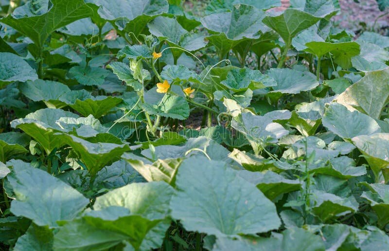 Melon plant buds stock image. Image of people, farm - 230724933