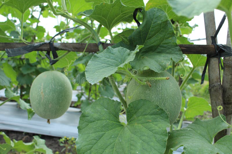 MELON PLANT stock image. Image of outdoor, melon, tree - 161237859