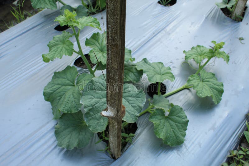 MELON PLANT stock photo. Image of nature, melon, plant - 161238362