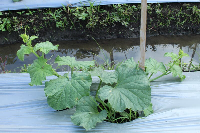 MELON PLANT stock photo. Image of melon, tree, nature - 161238490