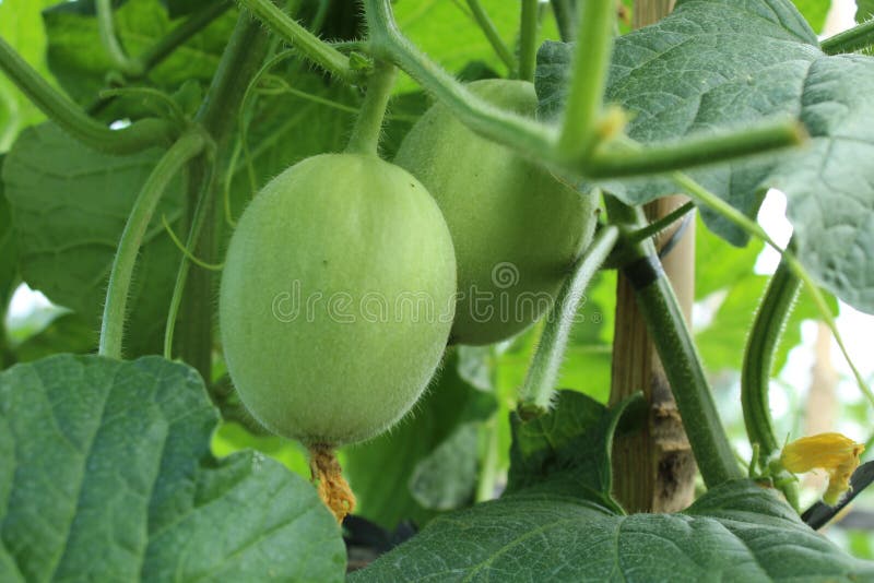 MELON PLANT stock photo. Image of green, tree, outdoor - 161238798