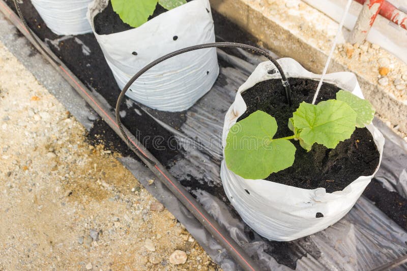 Melon in pot stock image. Image of vegetable, skin, greenhouse - 90384707