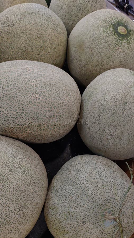 Melon is Produced in Many Tropical Countries and is a Fruit Rich in ...