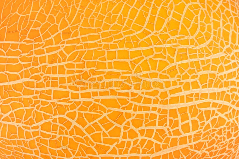 Melon Rind, Peel or Skin with Cracks Yellow Background Texture. Top ...