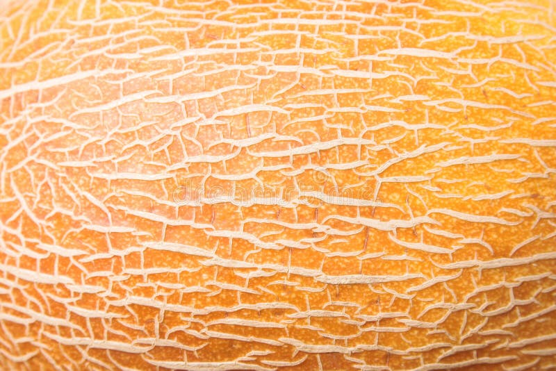 Melon rind texture stock image. Image of closeup, orange - 4134155
