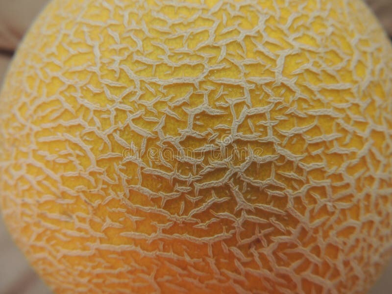 Melon stock image. Image of grid, round, food, melon - 80060285
