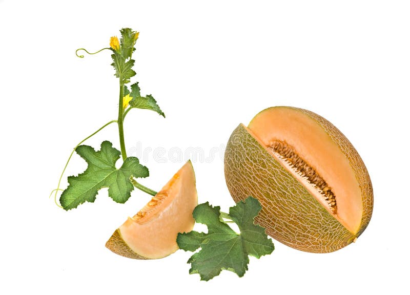 Melon section and segment stock image. Image of muskmelon - 10316831