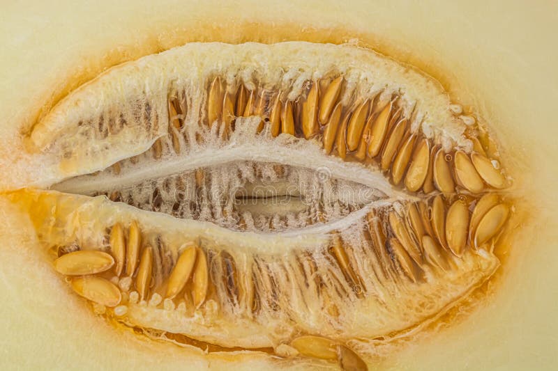 Melon in a Section on a White Background, Top View. Stock Photo - Image ...