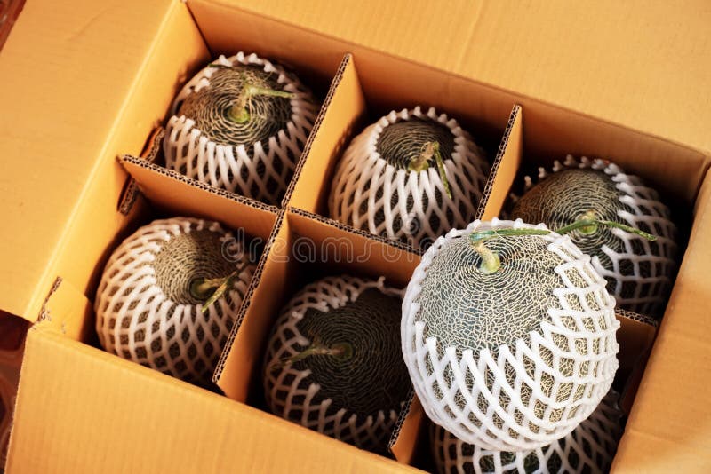 Melon in the Six Pack Boxes the Result is Pretty Big Stock Photo ...