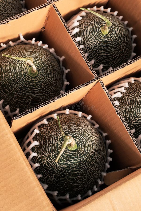Melon in the Six Pack Boxes the Result is Pretty Big Stock Image ...