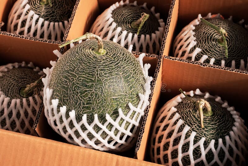 Melon in the Six Pack Boxes the Result is Pretty Big Stock Photo ...