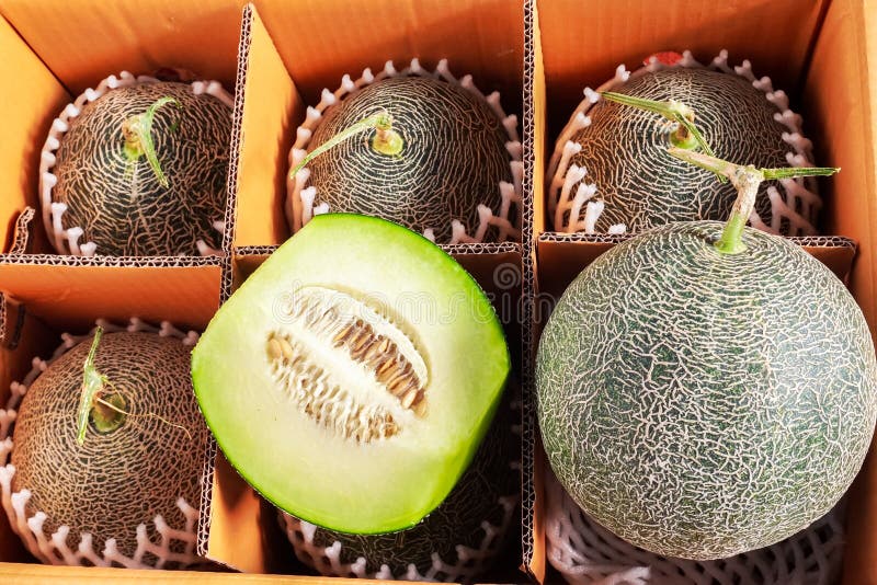 Melon in the Six Pack Boxes the Result is Pretty Big Stock Image ...