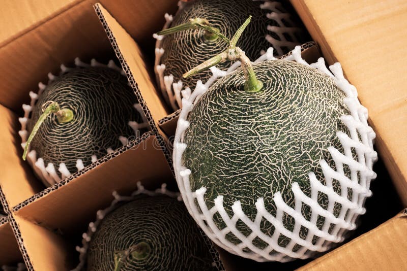 Melon in the Six Pack Boxes the Result is Pretty Big Stock Image ...