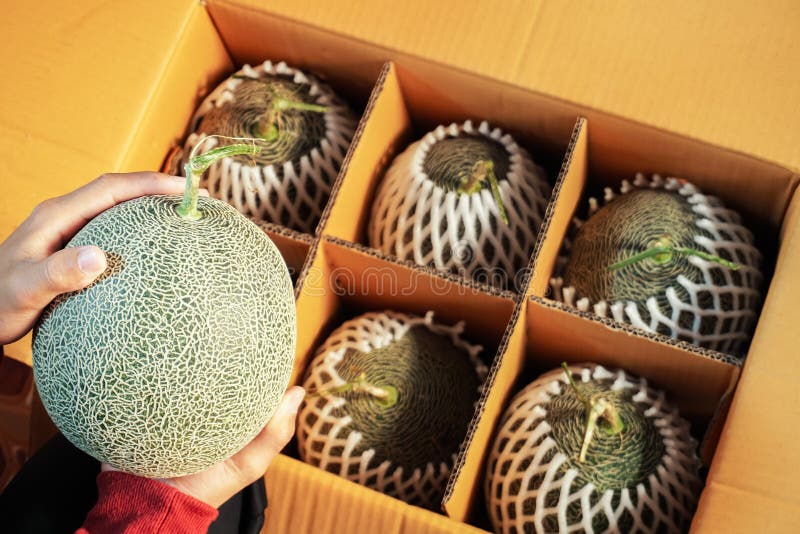 Melon in the Six Pack Boxes the Result is Pretty Big Stock Image ...