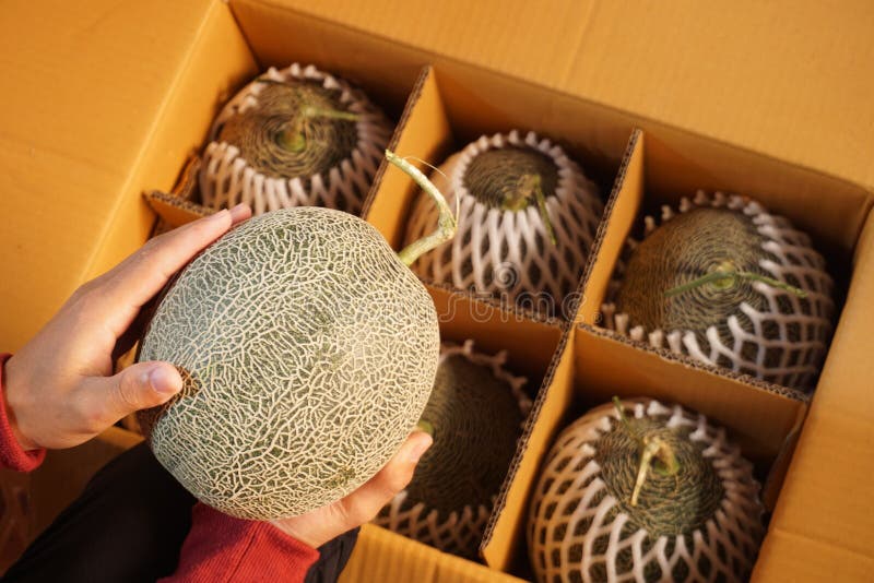 Melon in the Six Pack Boxes the Result is Pretty Big Stock Photo ...