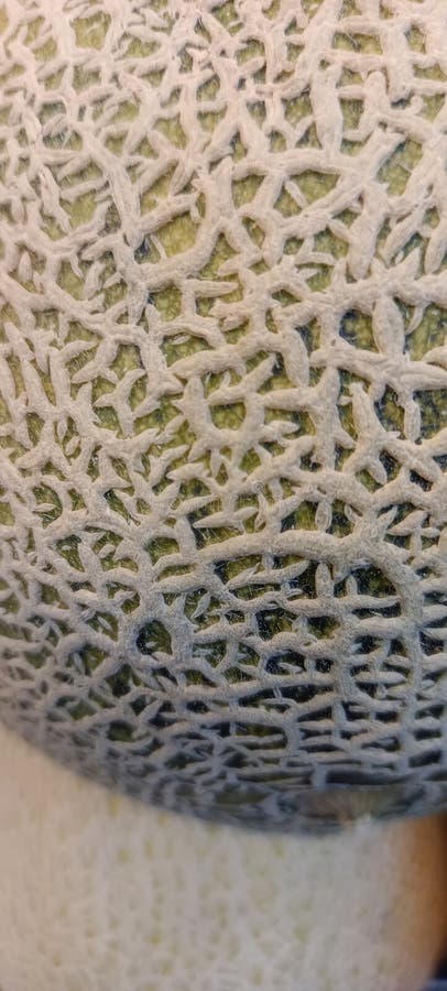 Melon Skin Close Up Picture Stock Photo - Image of invertebrate ...