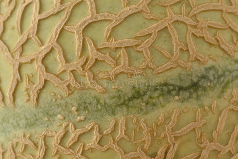 Melon Skin Macro - Texture Background Stock Image - Image of abstract ...