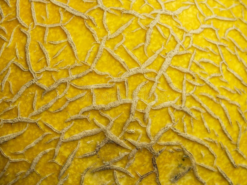 Melon skin stock photo. Image of peel, natural, muskmelon - 20557232