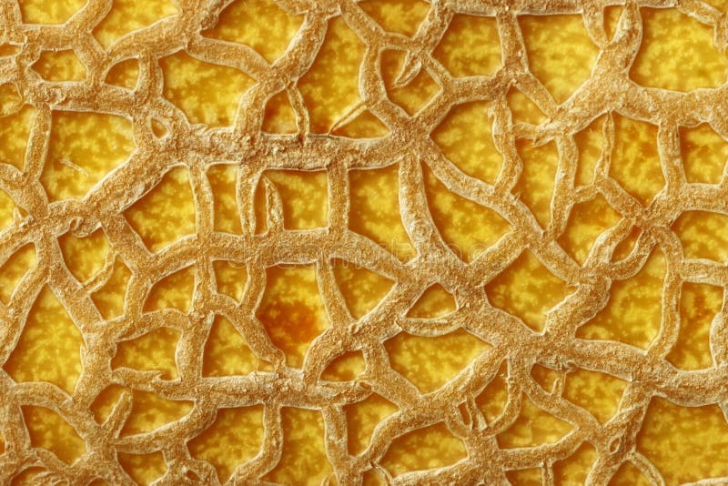 Melon skin texture stock image. Image of macro, gourmet - 11439843