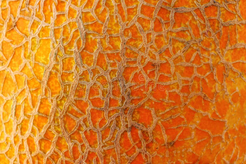 Melon Skin Texture or Background Stock Image - Image of nature ...