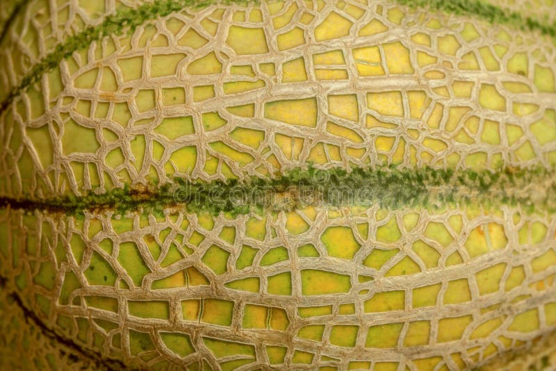 Melon Skin Texture Close Up. Summer Background. Stock Photo - Image of ...