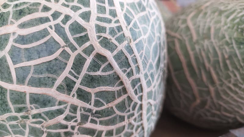 Melon Skin Texture that Looks Exotic Stock Image - Image of texture ...